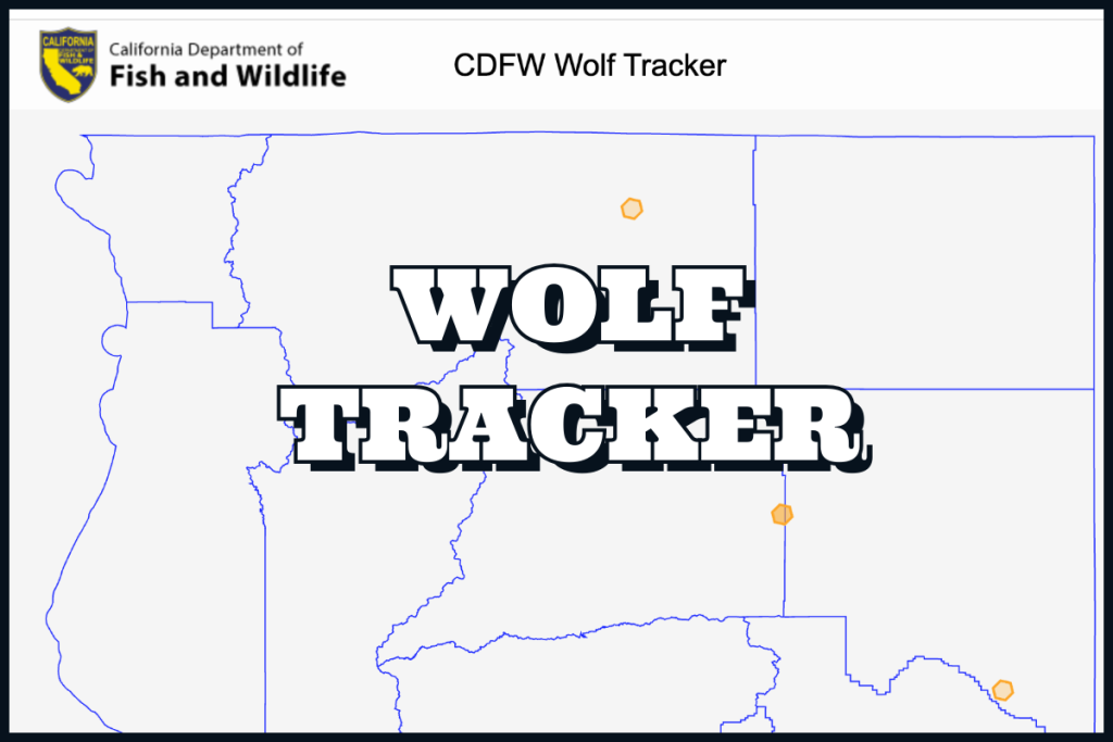 CDFW Releases New Wolf Location Mapping System – SISKIYOU NEWS