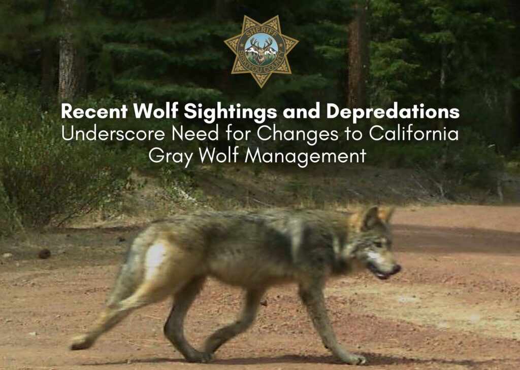 Recent Wolf Sightings and Depredations Underscore Need for Changes to ...